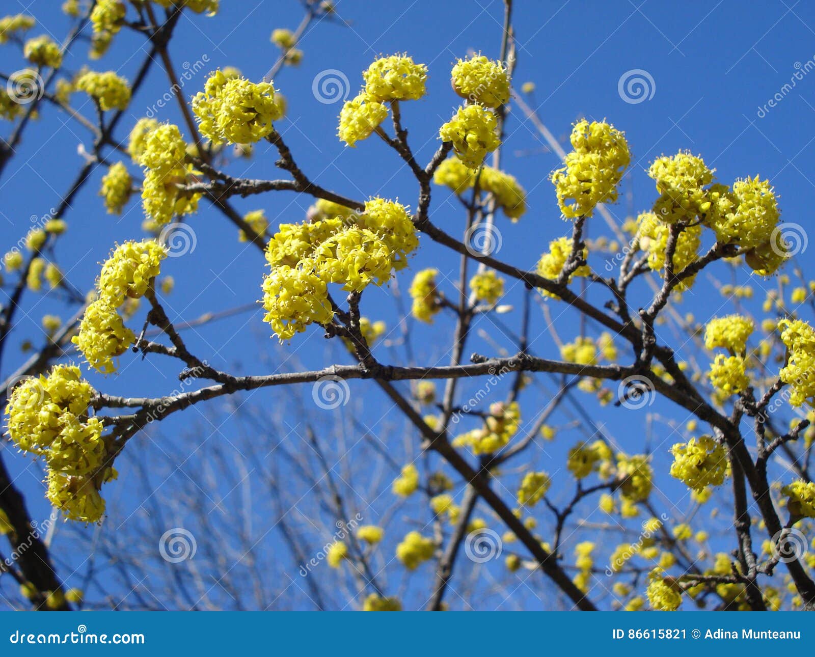 European Cornel Flowering Branches Stock Image - Image of ornamental ...