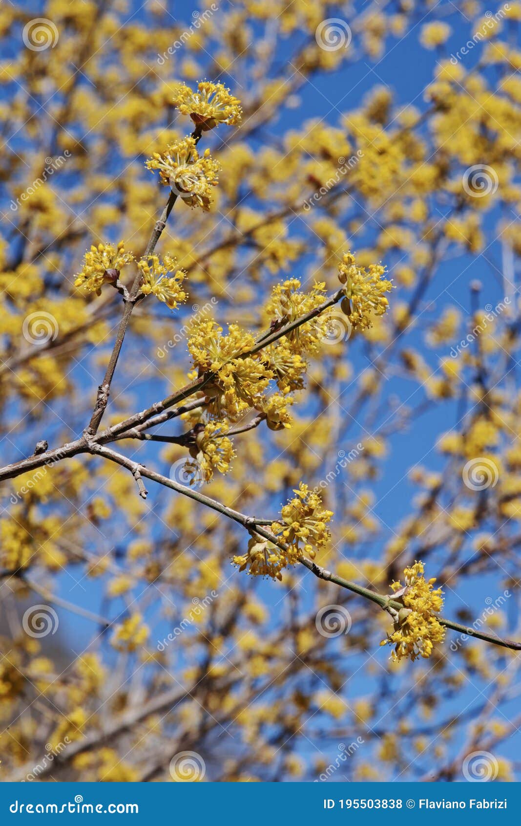 European Cornel, the Flowers Stock Photo - Image of detail, branch ...