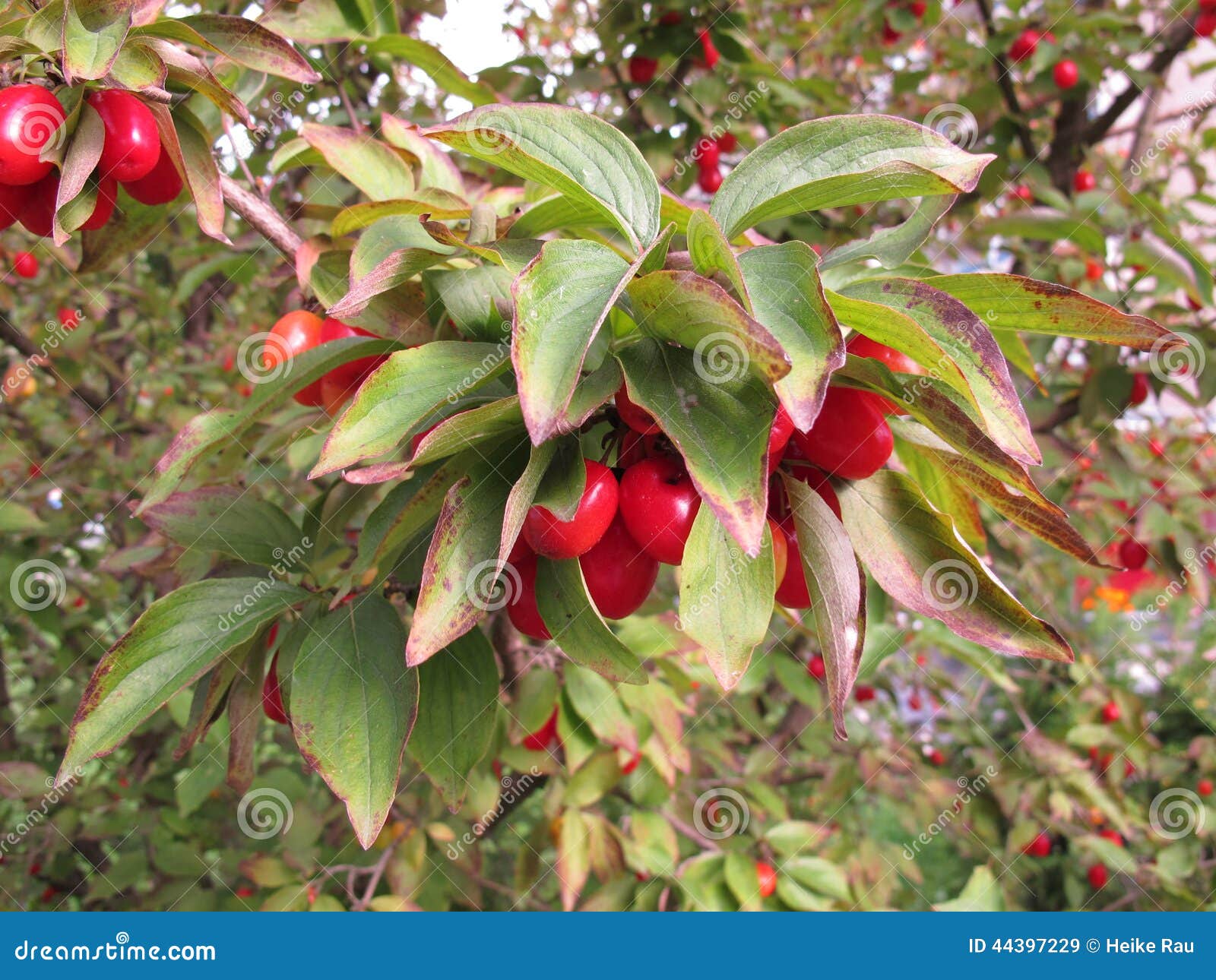 European cornel stock image. Image of cornels, cornel - 44397229