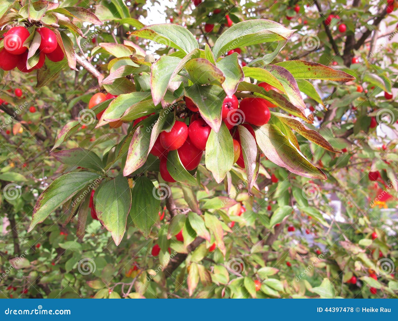 European cornel stock photo. Image of cornels, cornel - 44397478