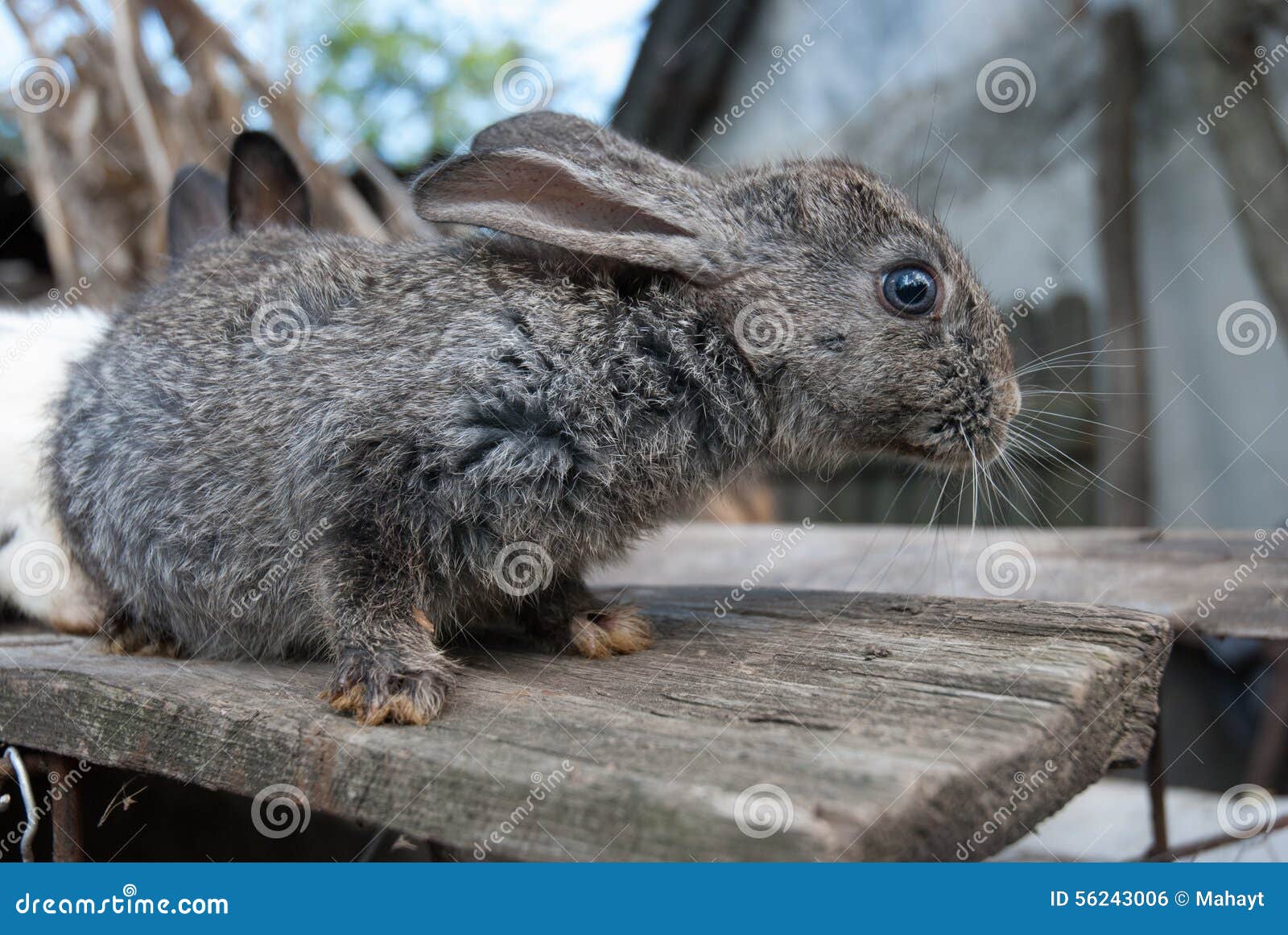 European Cute Bunny Rabbit on Country Side Stock Photo - Image of ...