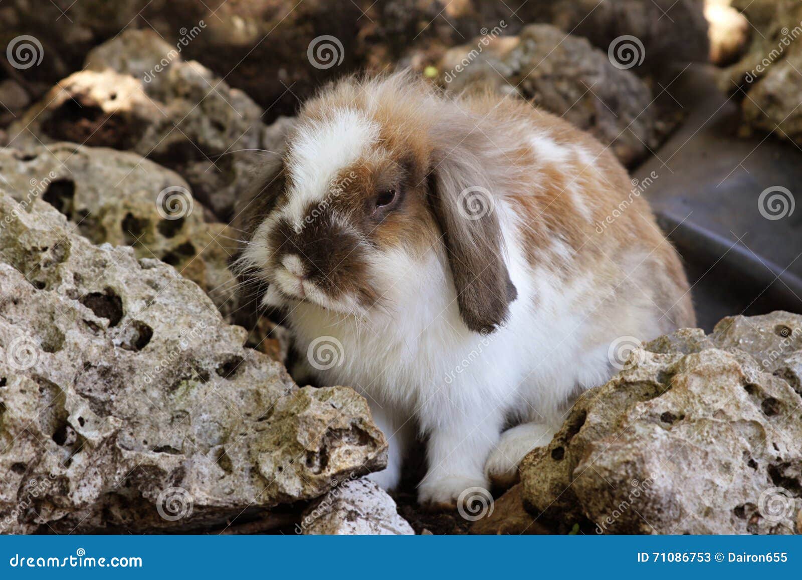 European Domestic Rabbit stock image. Image of european - 71086753