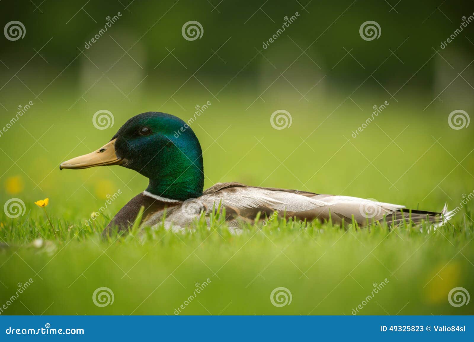 European duck on a grass stock image. Image of waterbird - 49325823