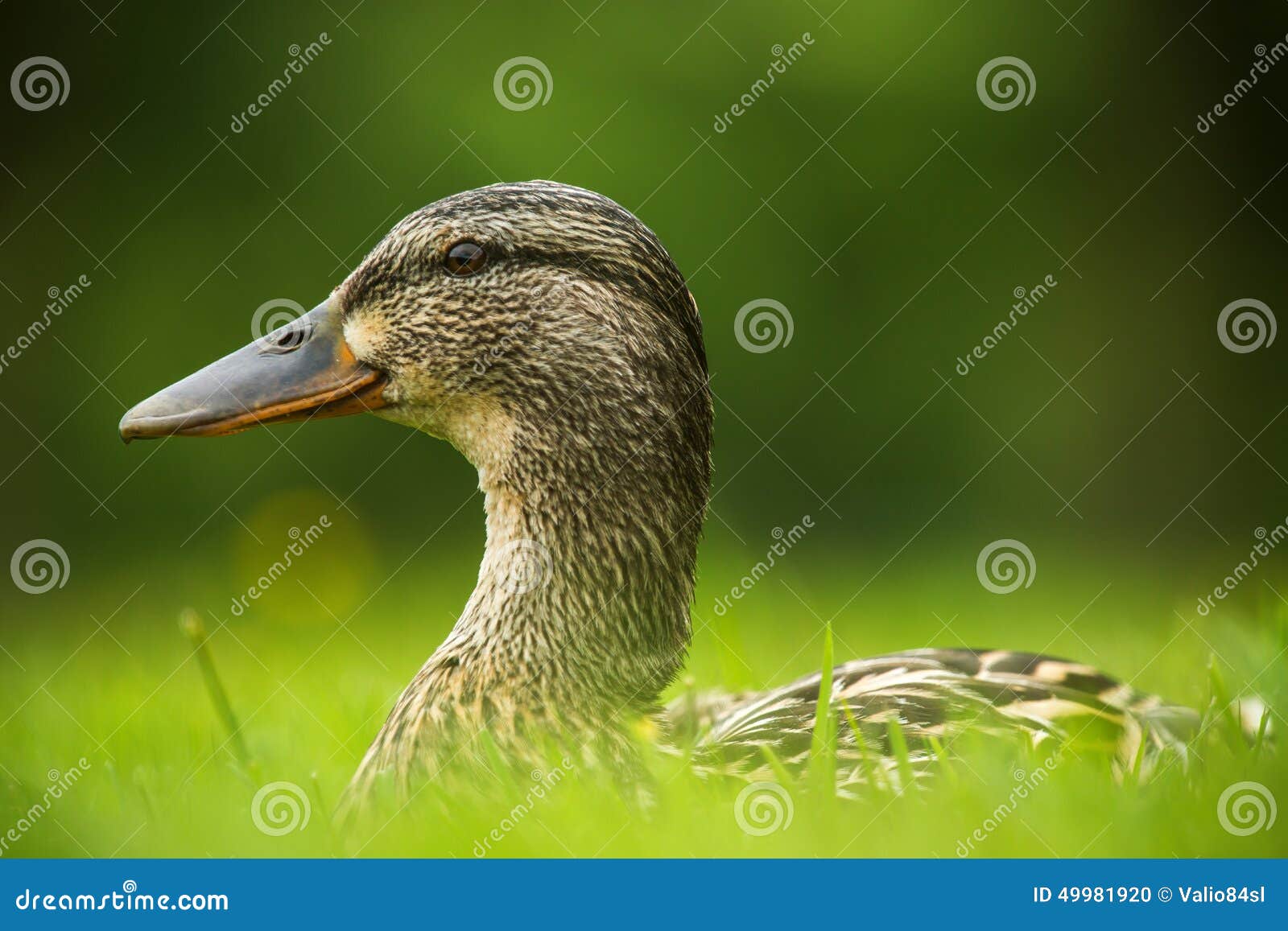 European duck on a grass stock photo. Image of wildlife - 49981920