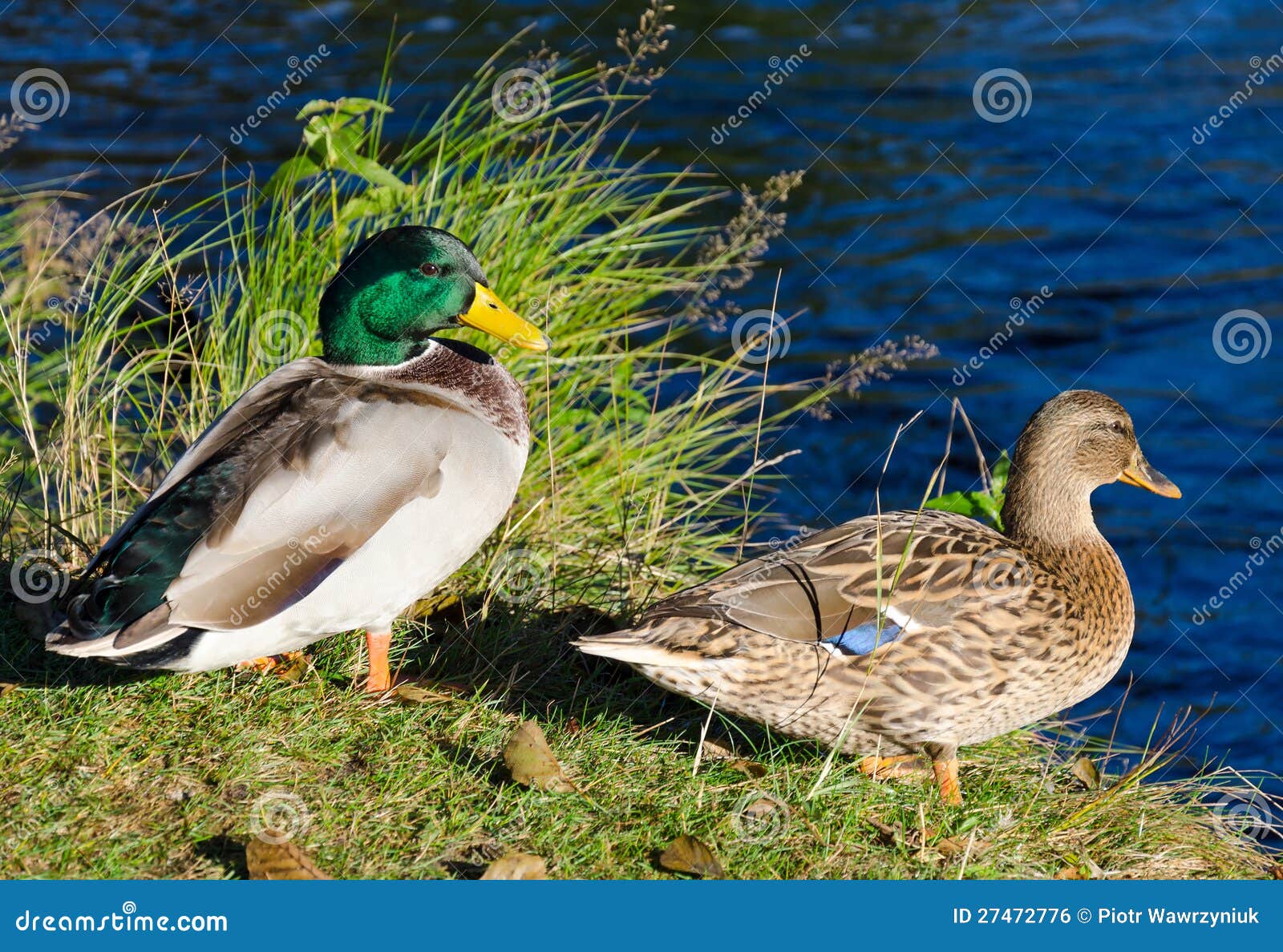 European ducks pair stock photo. Image of brown, front - 27472776
