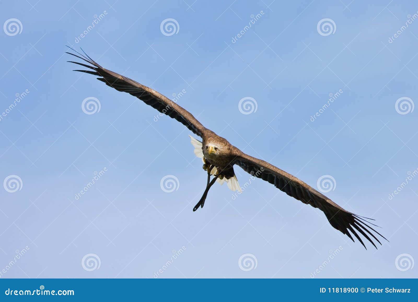 European Eagle stock photo. Image of beak, retro, high - 11818900