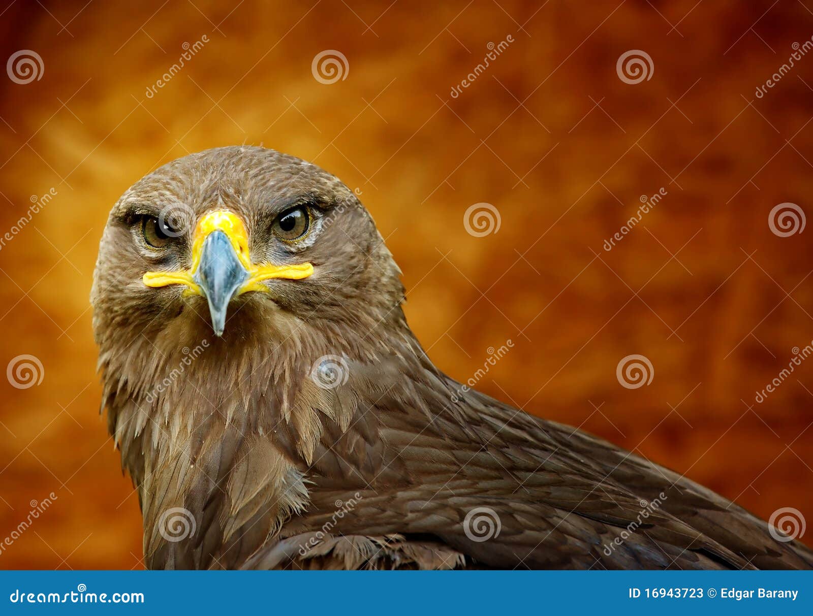 European eagle stock image. Image of nature, hunting - 16943723