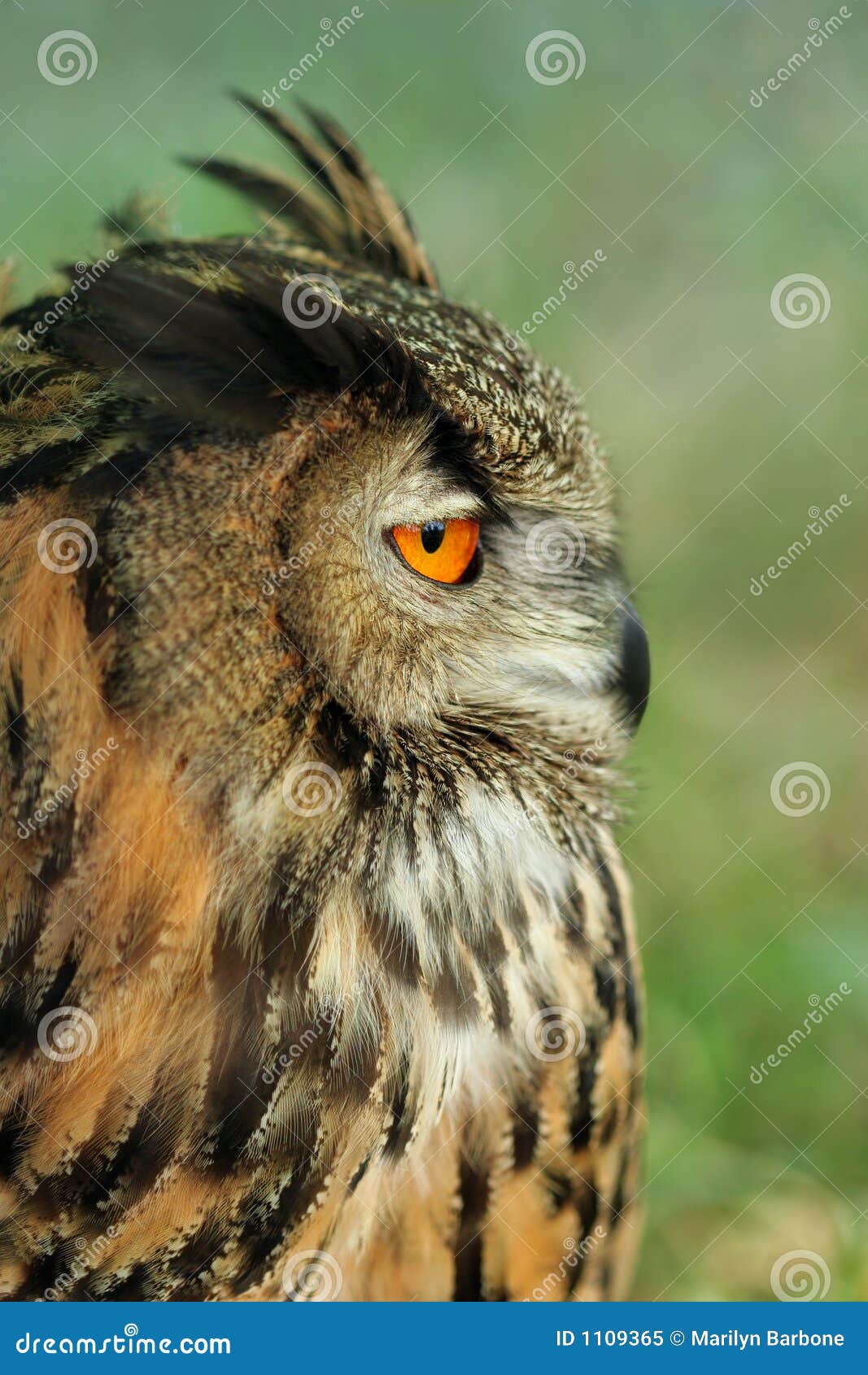 European Eagle Owl stock image. Image of pets, falconry - 1109365