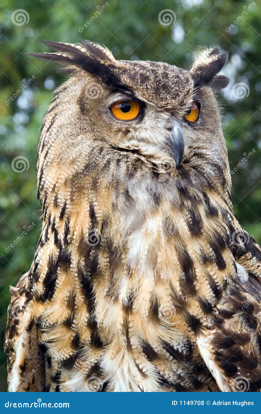 European Eagle Owl stock photo. Image of claw, bubo, predator - 1149708