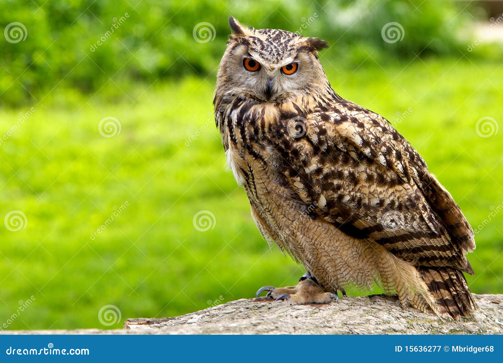 European eagle owl stock image. Image of countryside - 15636277