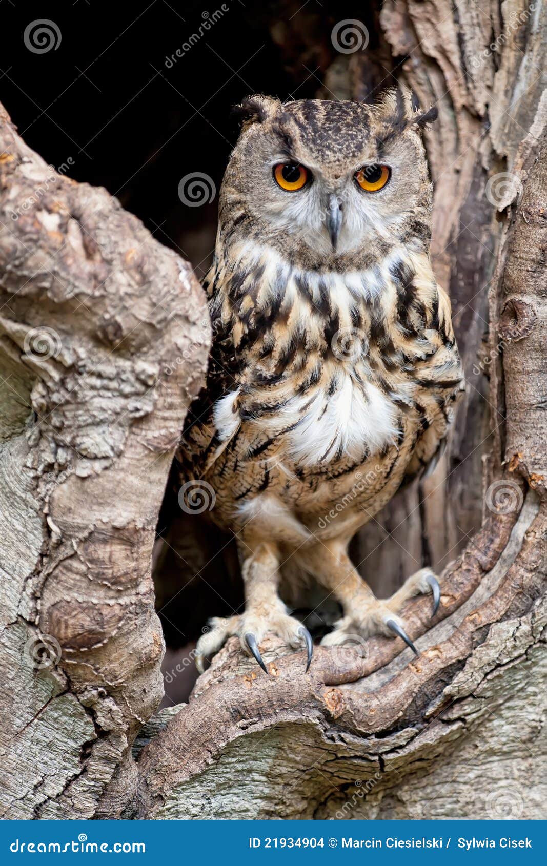 European eagle owl stock photo. Image of trunk, eyes - 21934904