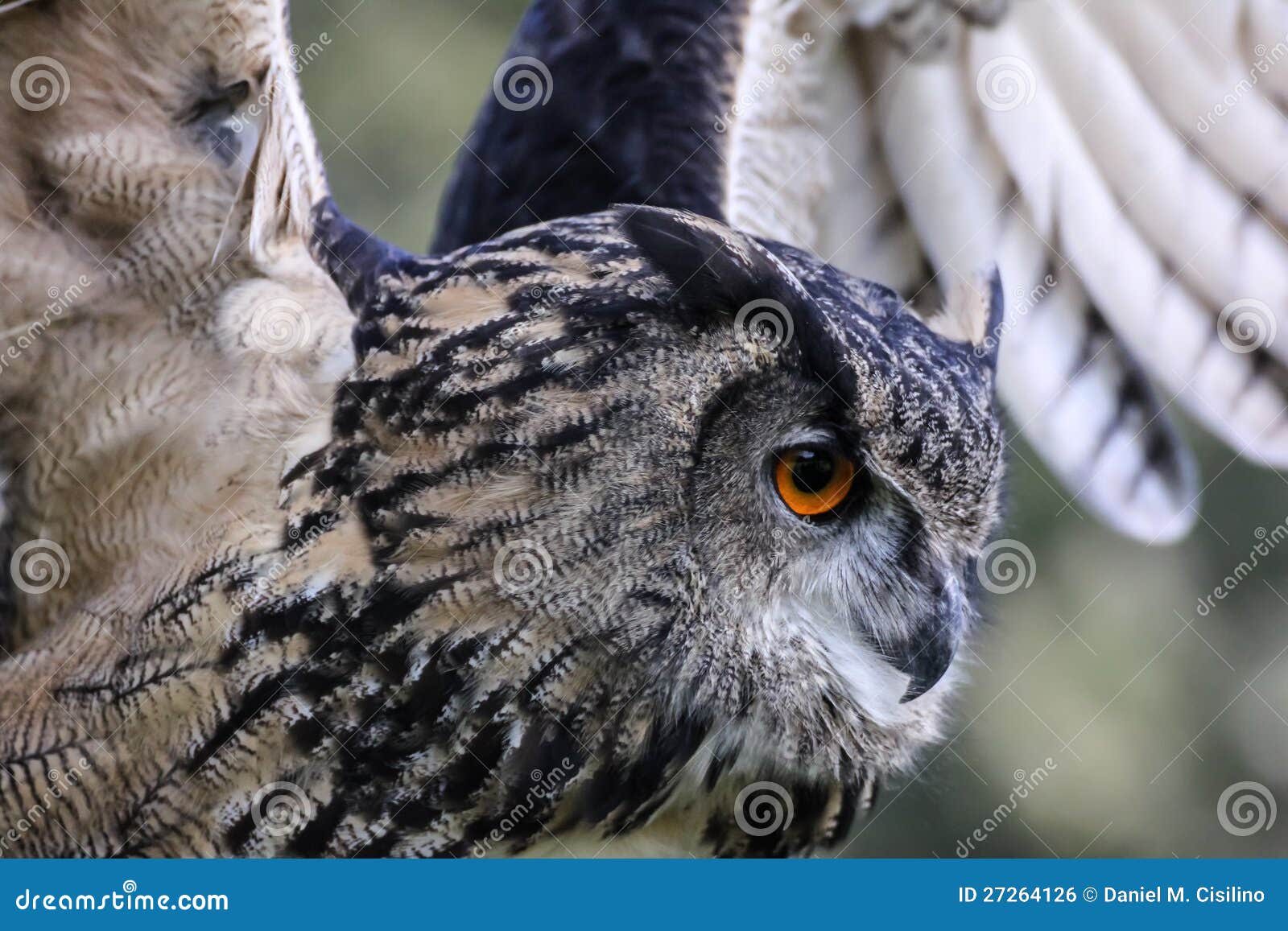 European eagle owl stock photo. Image of carnivore, bubo - 27264126
