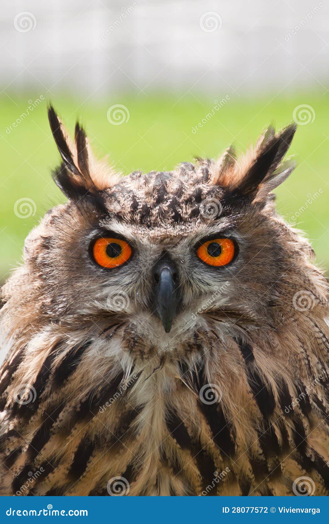 European Eagle Owl stock photo. Image of prey, portrait - 28077572