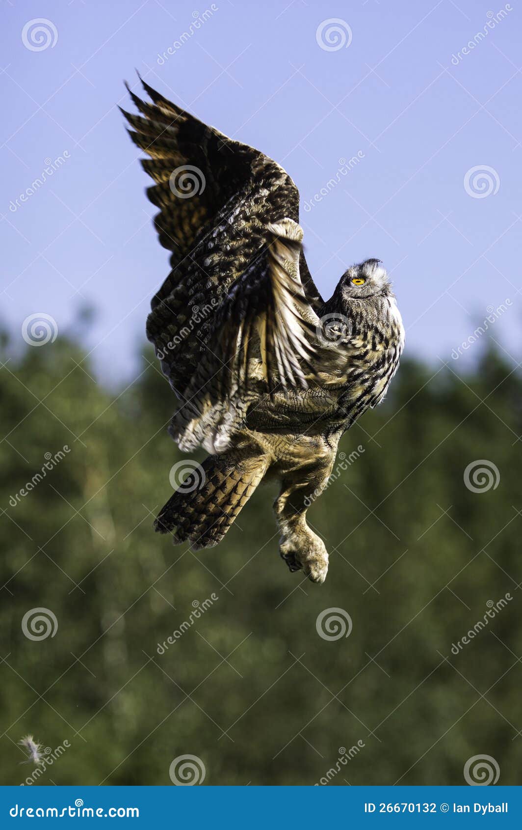 European Eagle Owl Ascending To Flight Stock Photo - Image of vertical ...