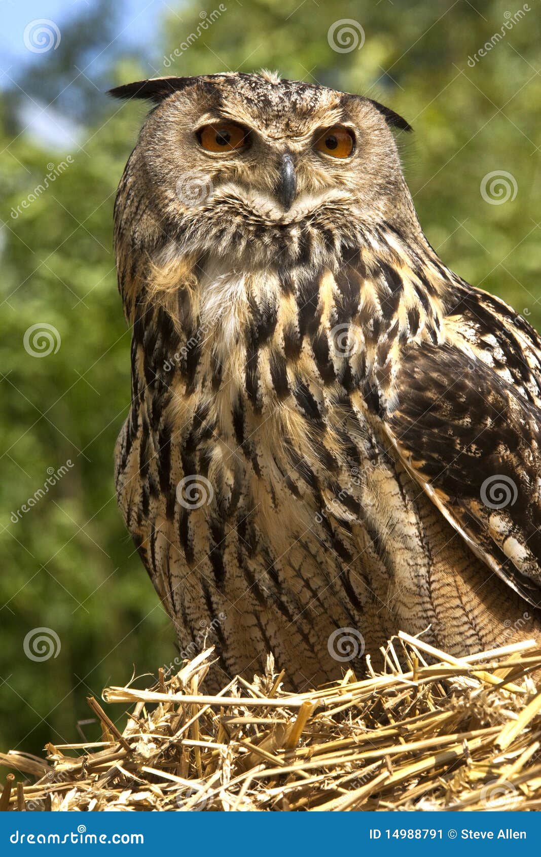 European Eagle Owl (Buba Bubo) Stock Image - Image of ornithology ...