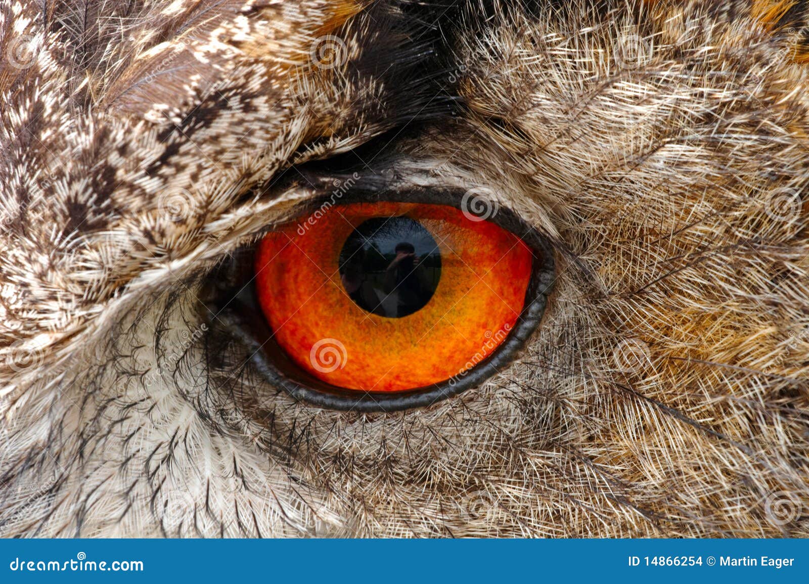 Owl Eyes Close Up