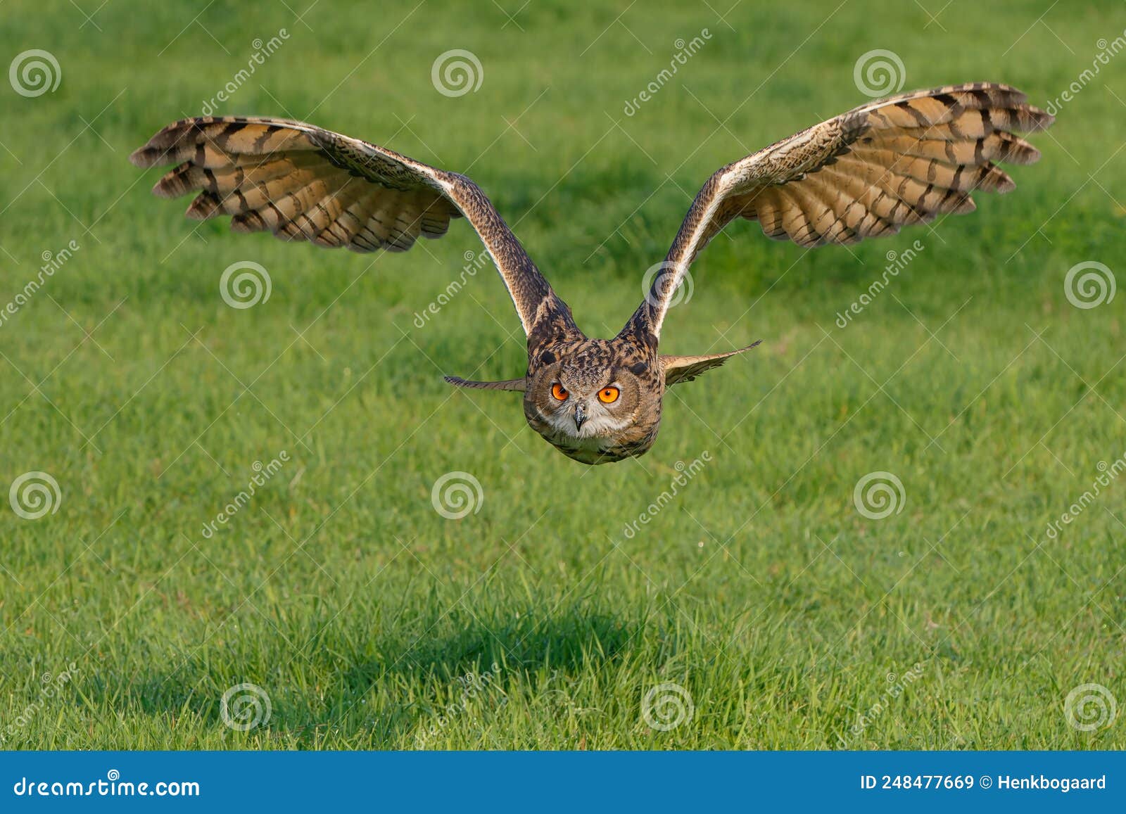 An European Eagle Owl Flying Stock Image - Image of raptor, field ...