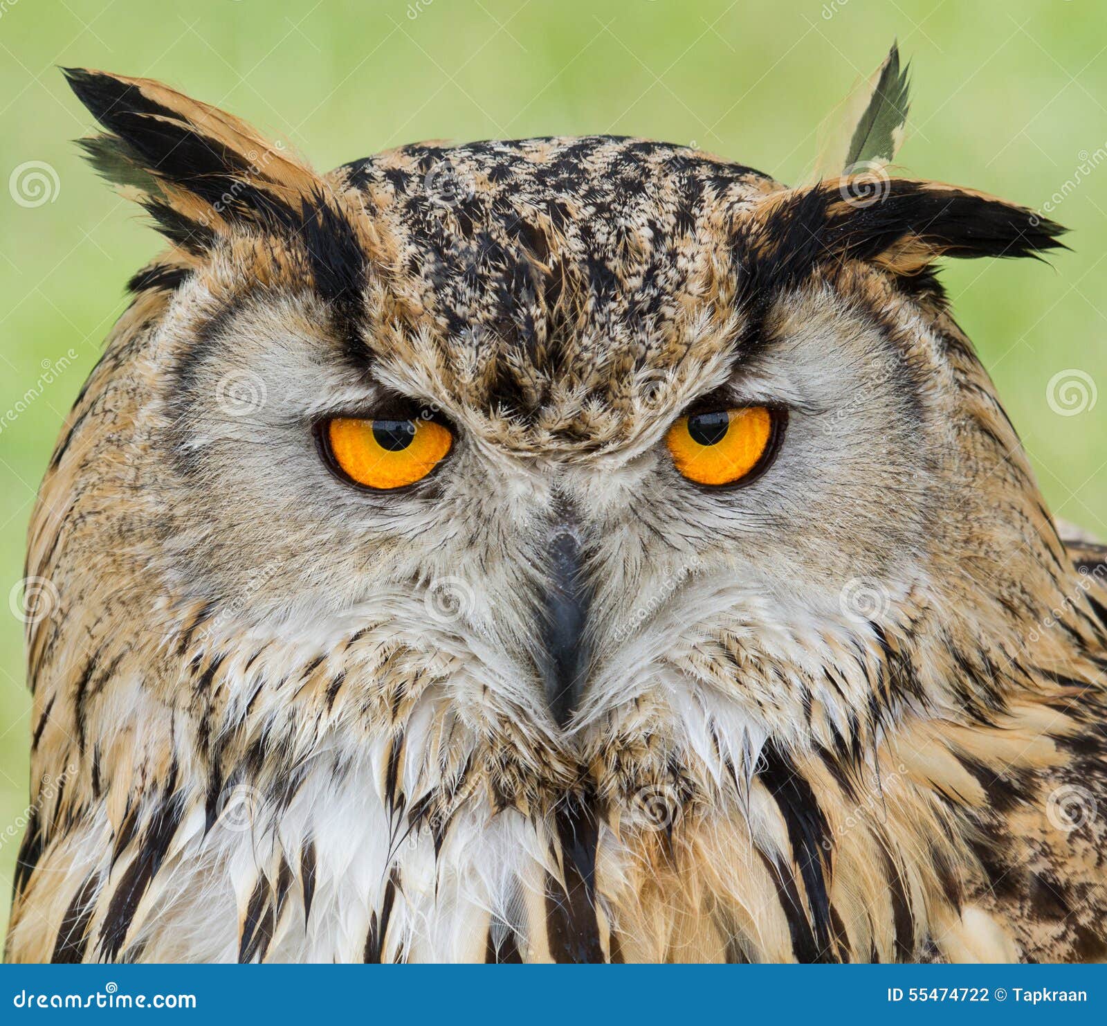 European eagle owl stock photo. Image of eagle, bubo - 55474722