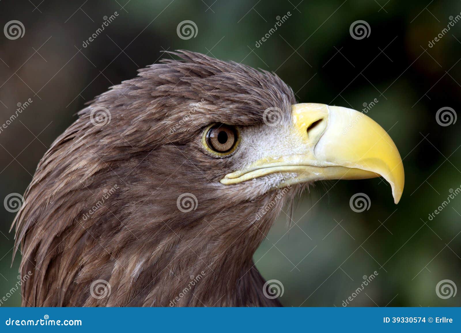European eagle stock photo. Image of adult, wing, european - 39330574