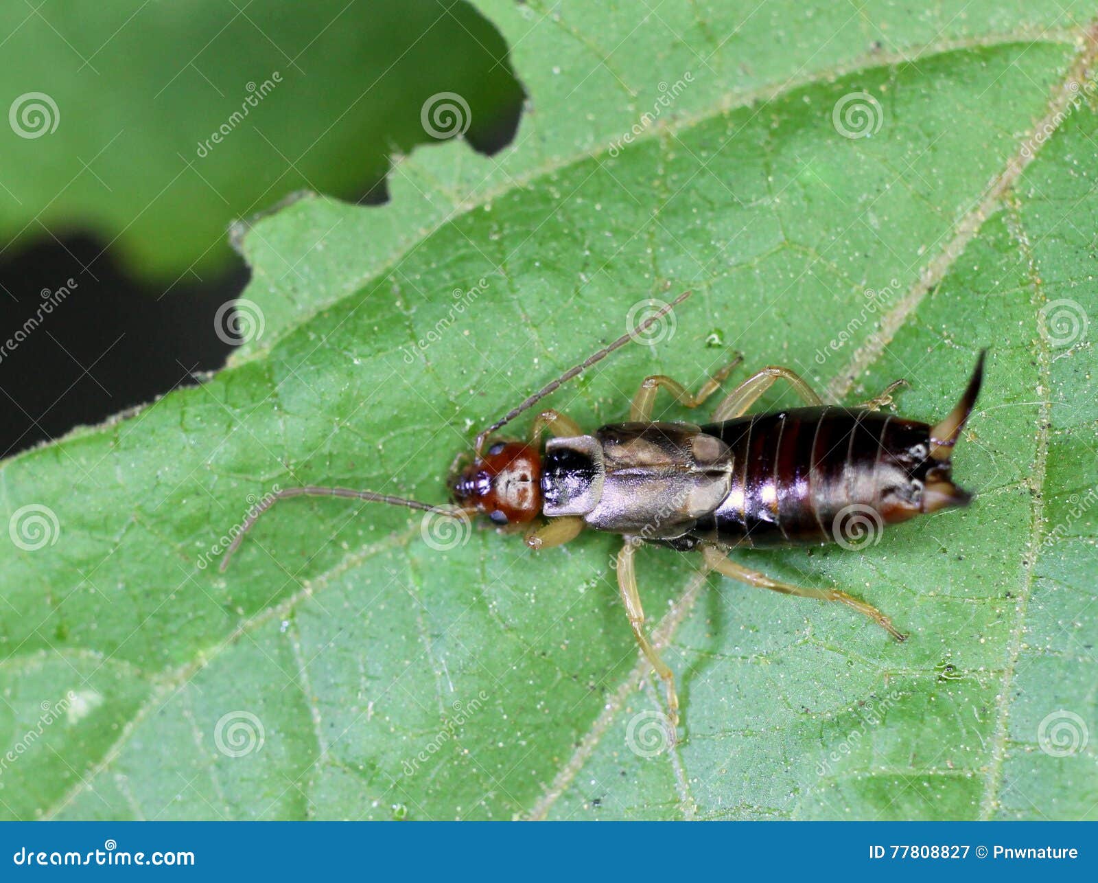 European Earwig on a Leaf stock image. Image of nature - 77808827