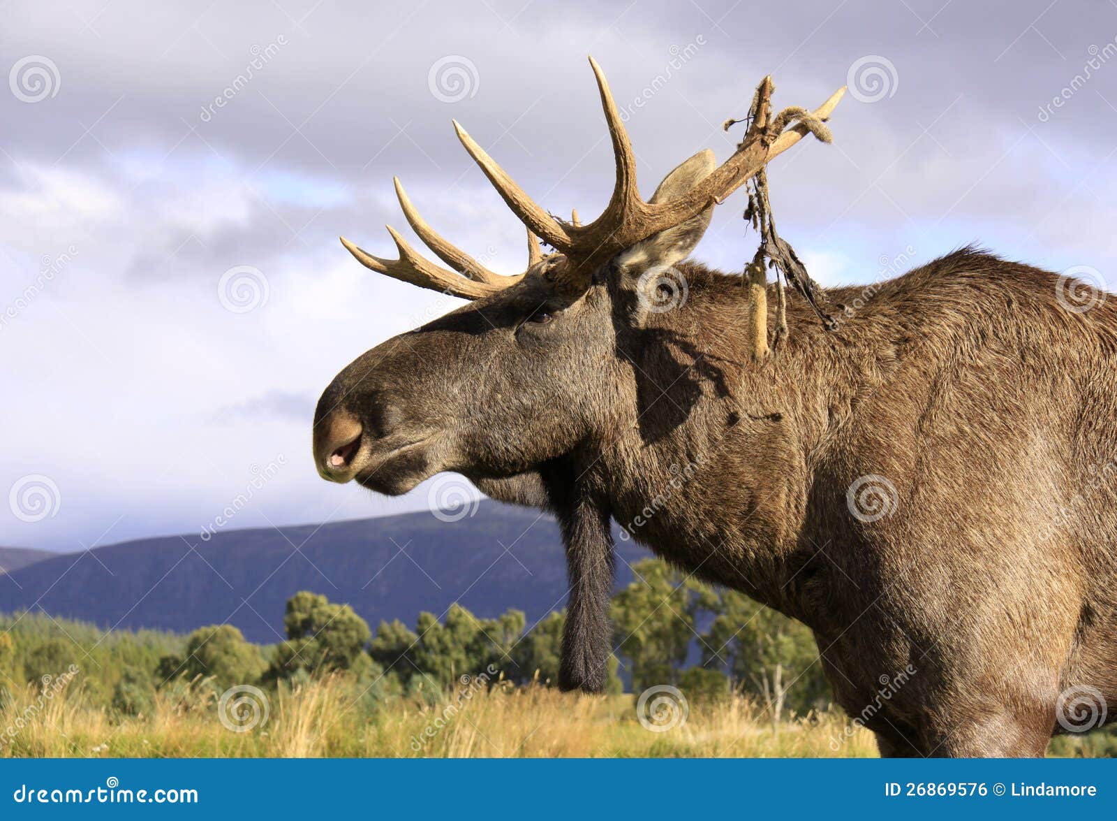 European Elk Bull Head and Shoulders Profile Stock Photo - Image of ...