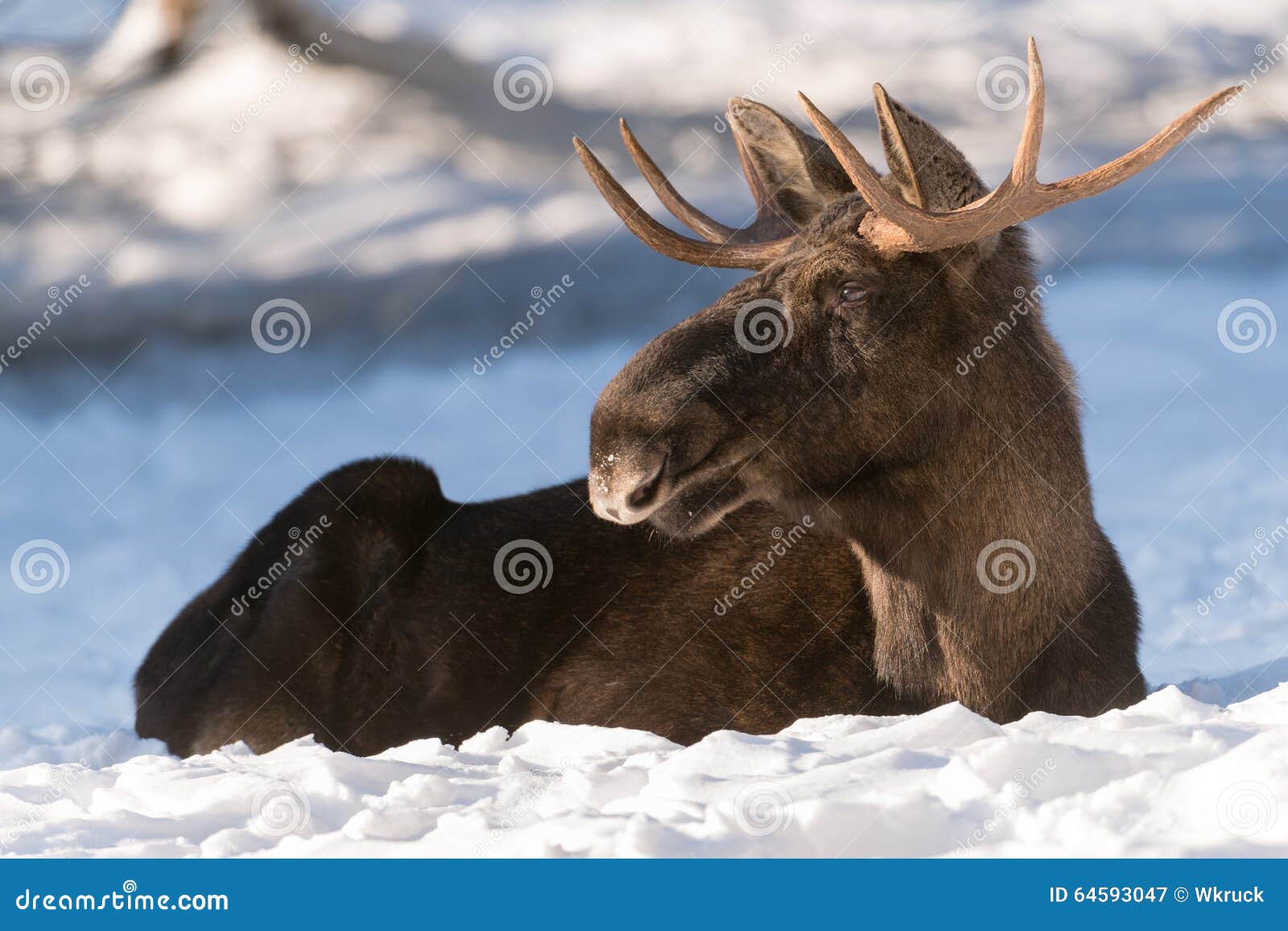 European elk stock image. Image of mammal, wildlife, animal - 64593047
