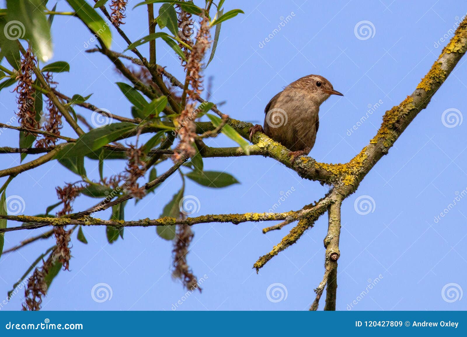 European wren stock image. Image of european, small - 120427809