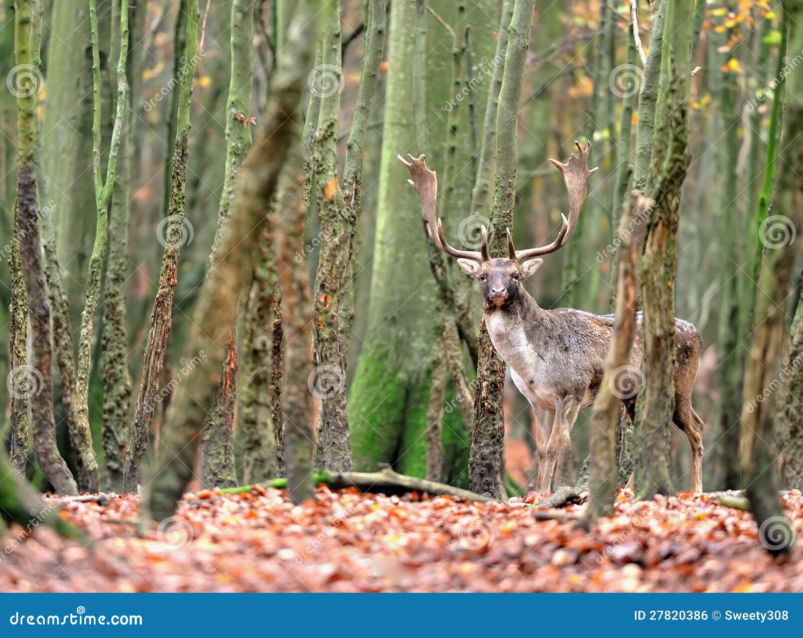 European fallow deer stock photo. Image of animal, wild - 27820386