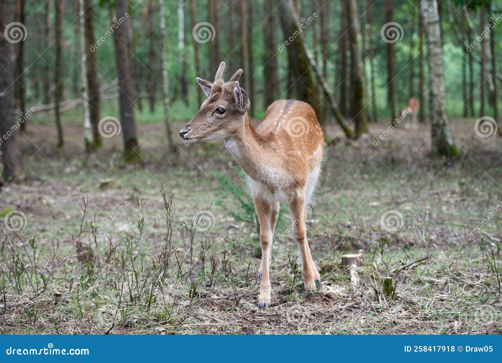 European Fallow Deer Dama Dama in the Forest. Wild Deer Stands among ...
