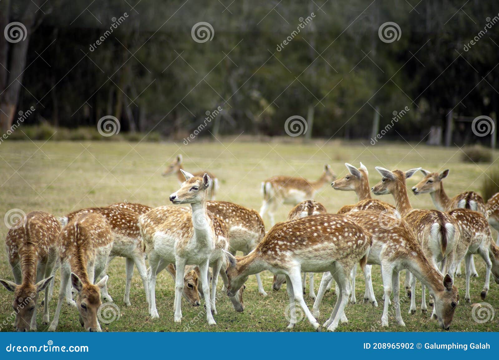 European Fallow Deer Dama Dama Stock Photo - Image of mammal, animal ...