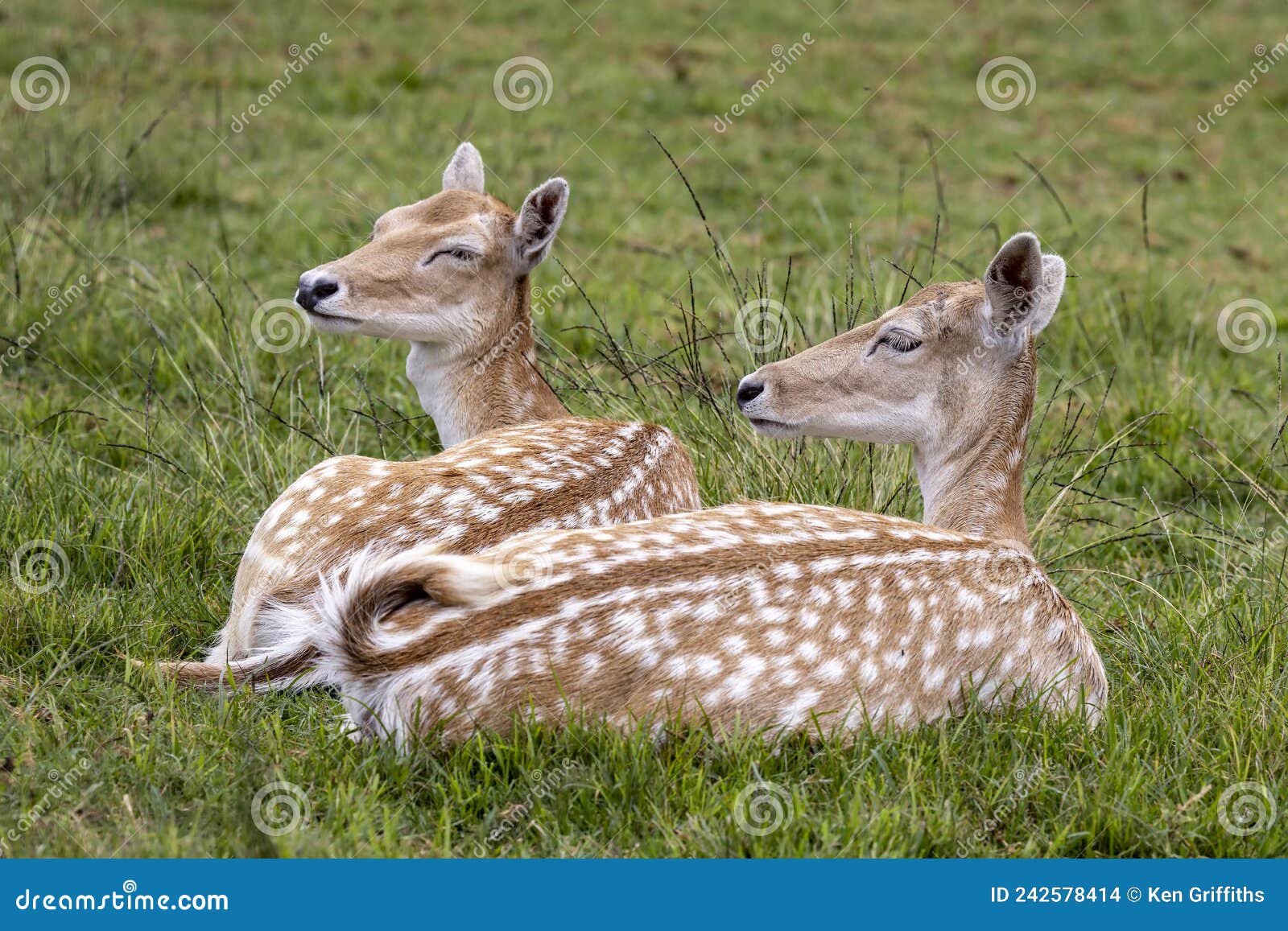 European Fallow Deer stock photo. Image of european - 242578414