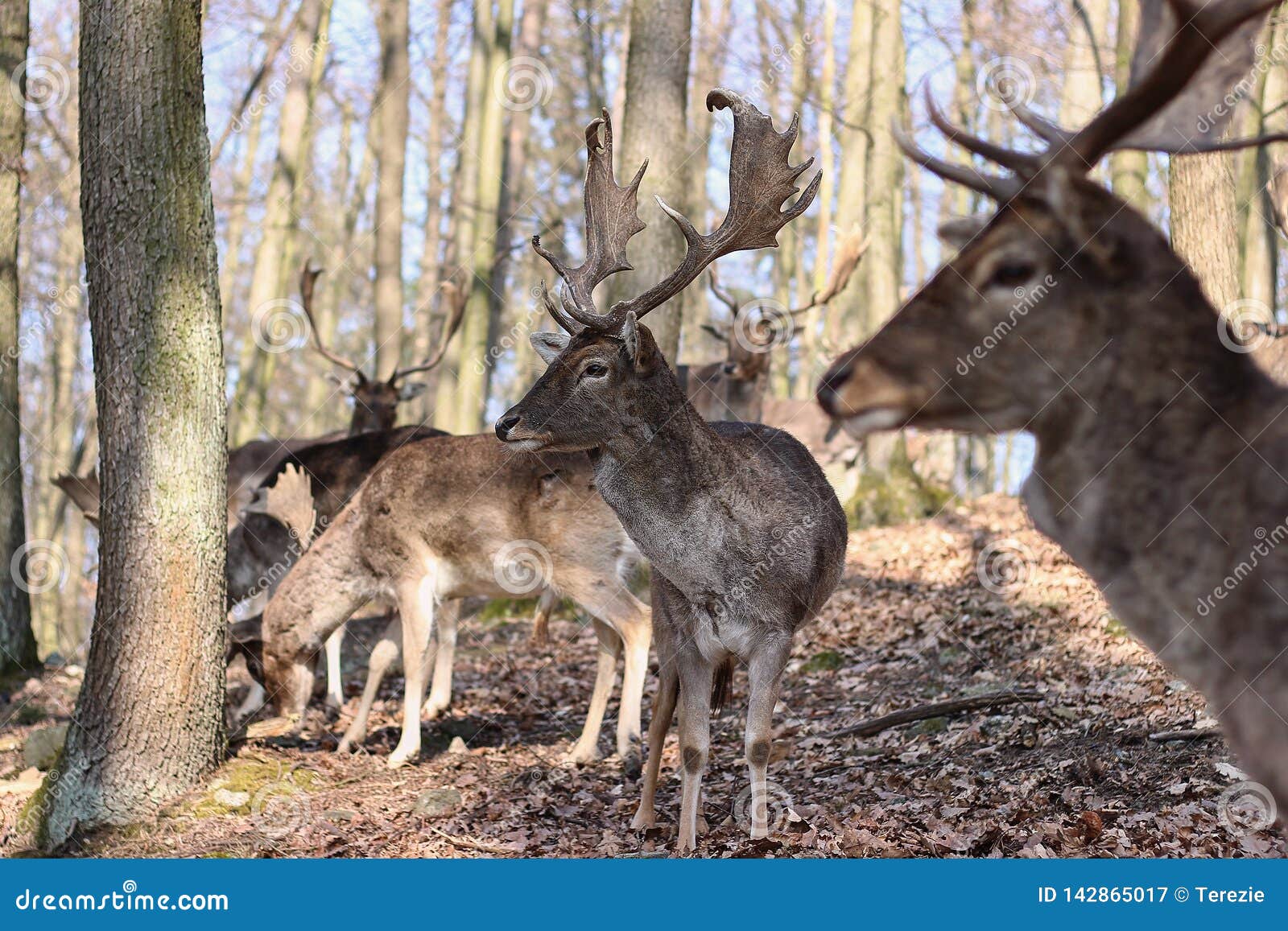 European Fallow Deer stock image. Image of large, antlered - 142865017