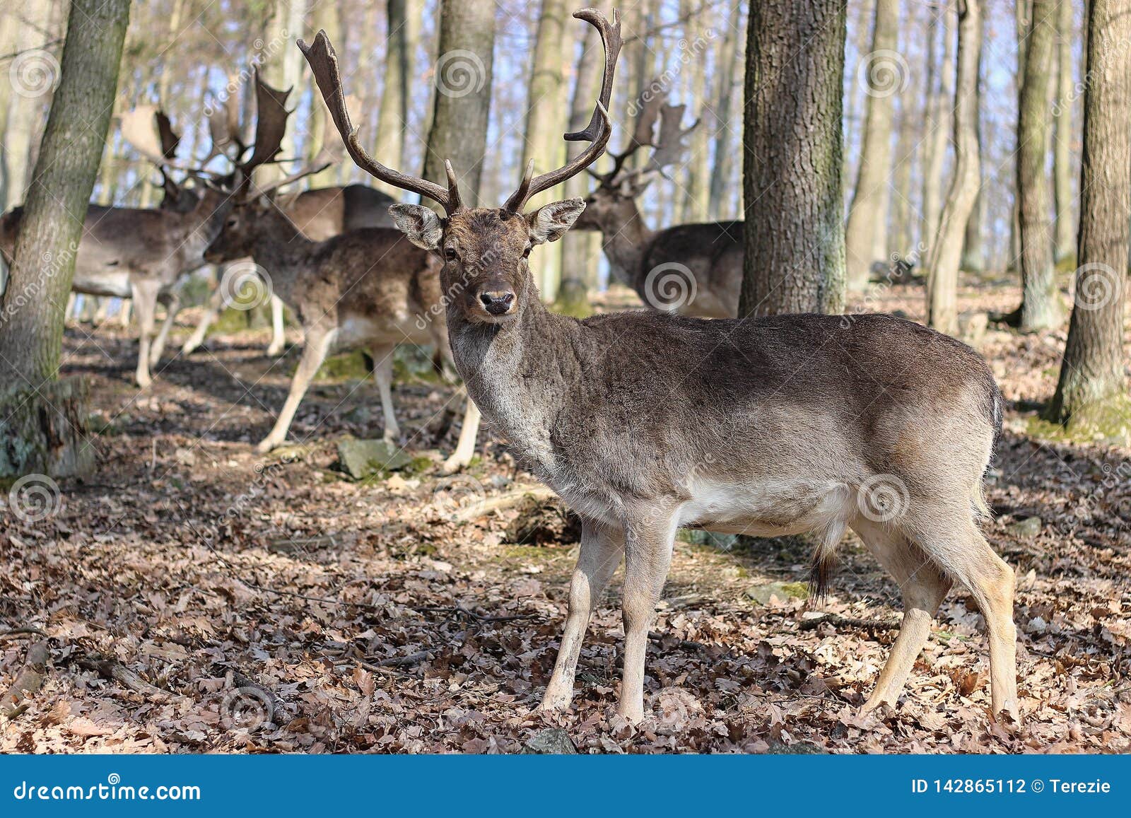 European Fallow Deer stock photo. Image of dama, fauna - 142865112