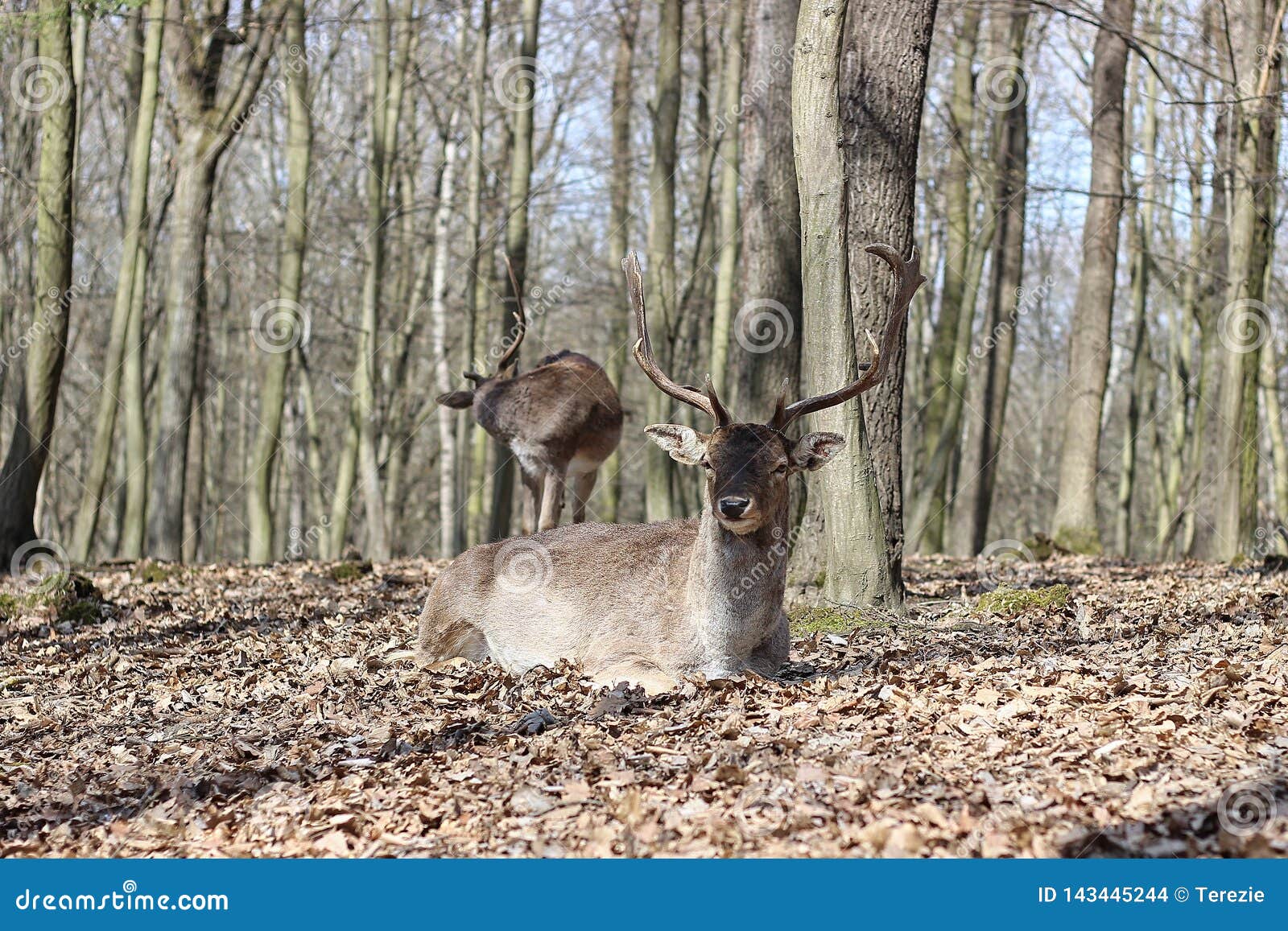 European Fallow Deer stock photo. Image of mammals, grazing - 143445244