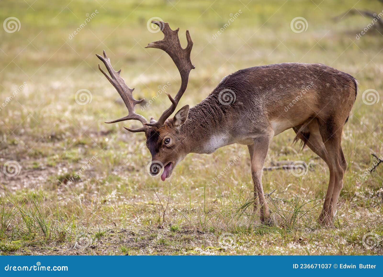 An European fallow deer stock image. Image of noble - 236671037