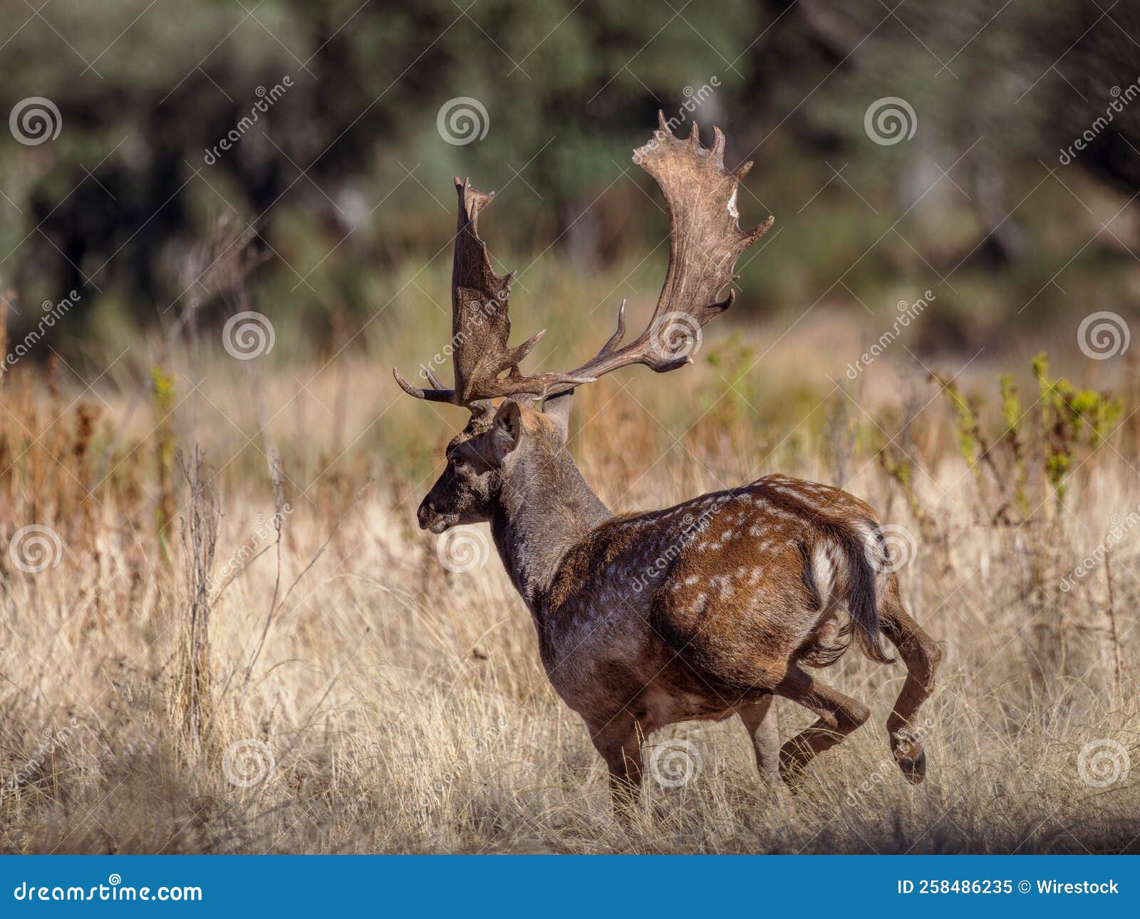 European Fallow Deer Running on a Dry Meadow Stock Image - Image of ...