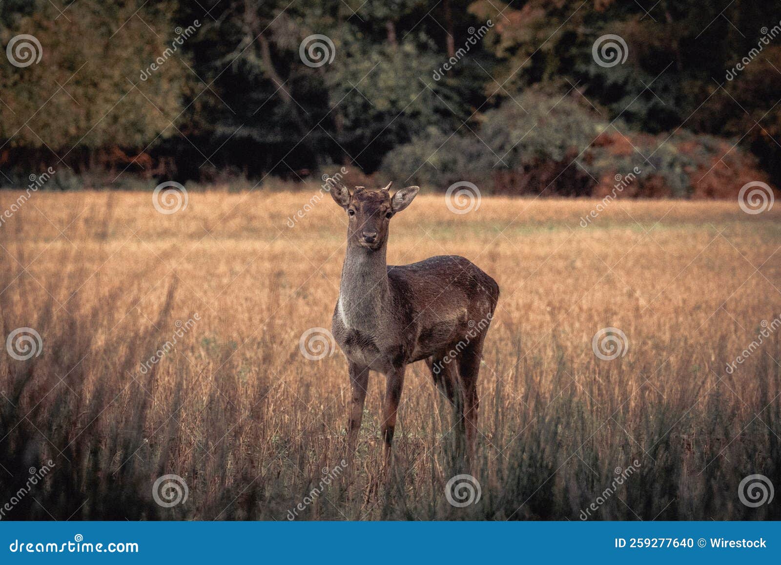 A European Fallow Deer Standing in a Field Stock Photo - Image of field ...