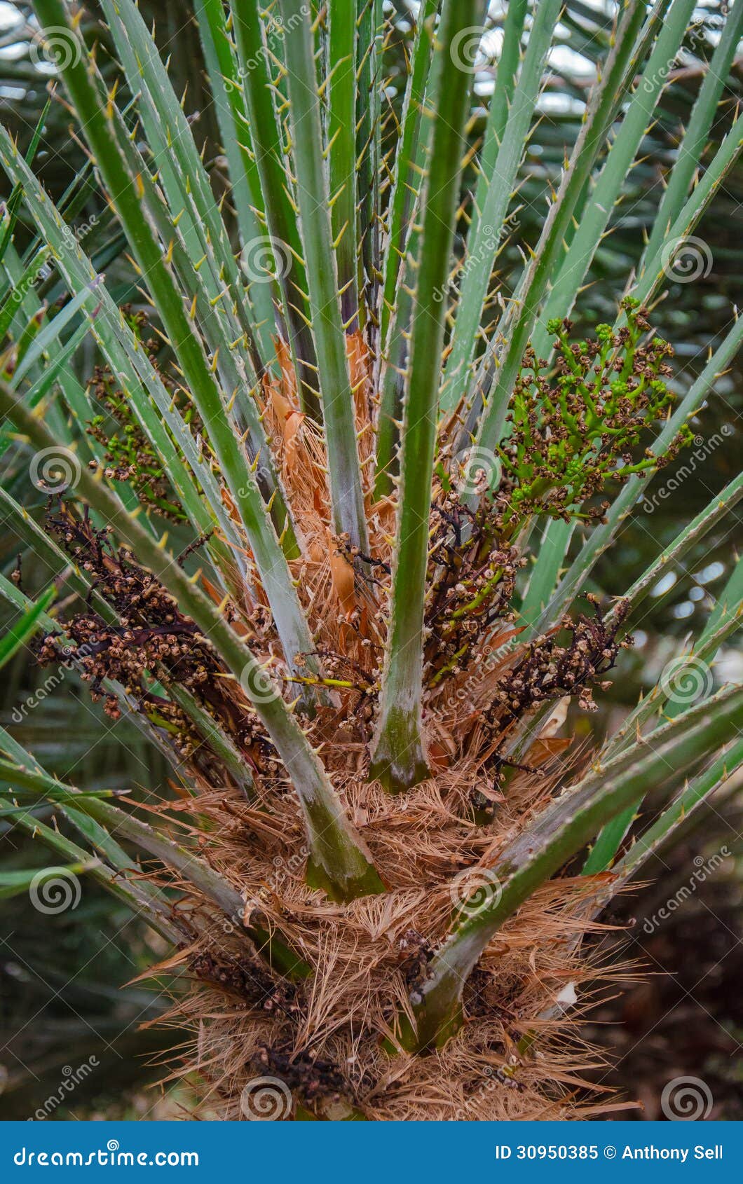 European Fan Palm Tree stock image. Image of botany, aloe - 30950385
