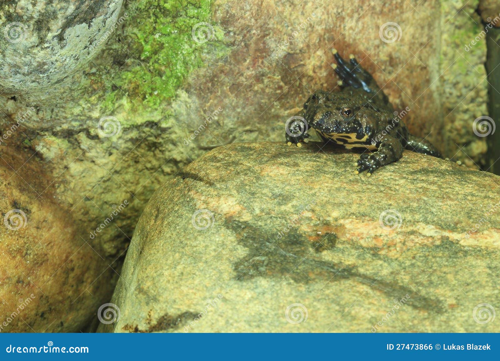 Fire Bellied Frog Royalty-Free Stock Image | CartoonDealer.com #1221556