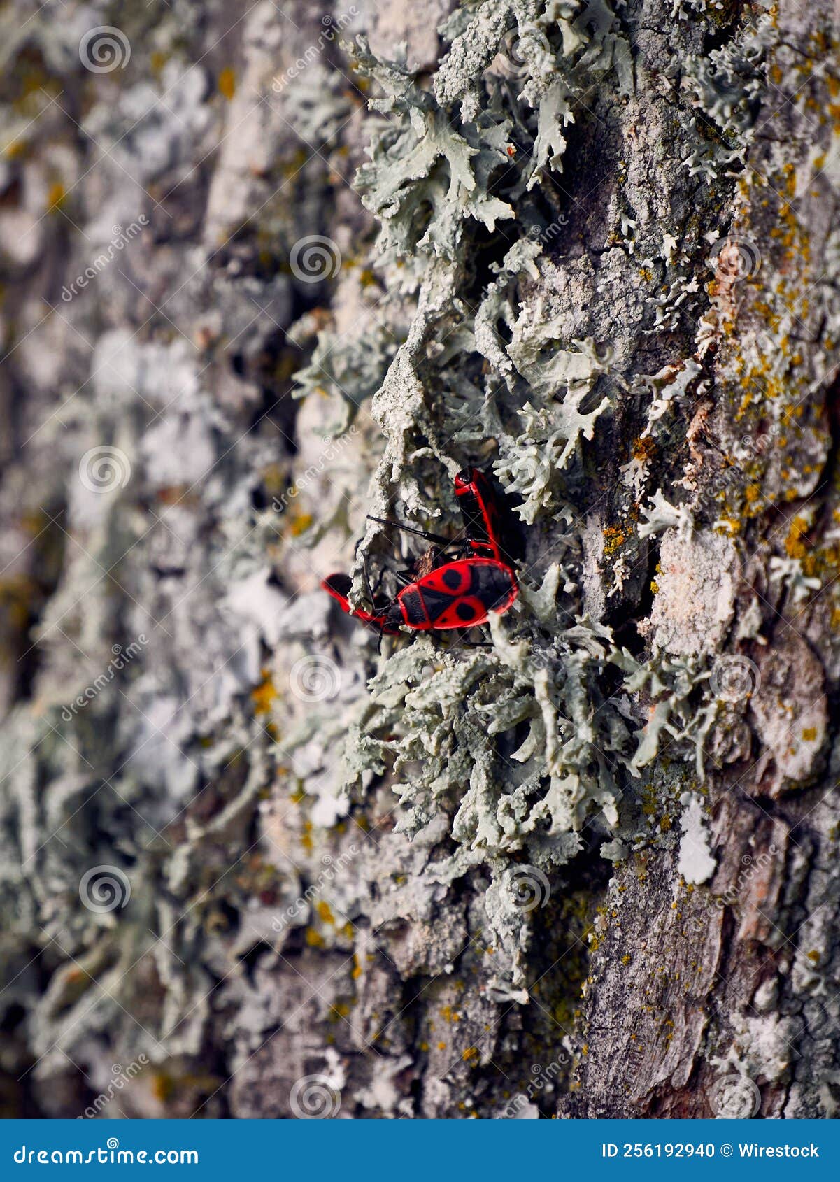 European Firebug on a Wooden Bark. Stock Photo - Image of nature ...