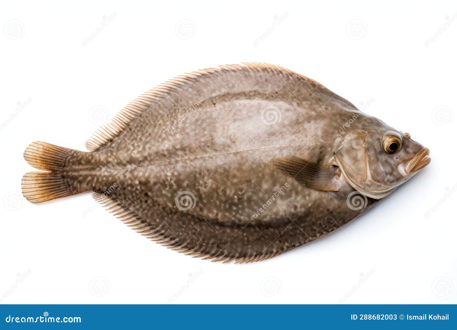 European Flounder Fish On A White Background, Created By Generative AI ...