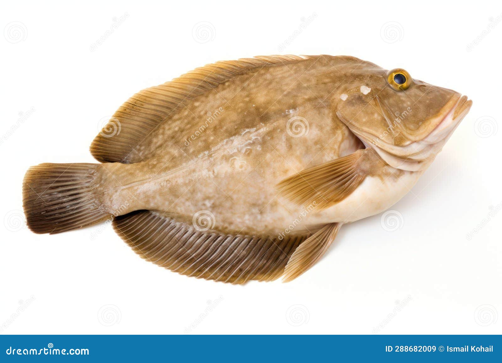 European Flounder Fish On A White Background, Created By Generative AI ...