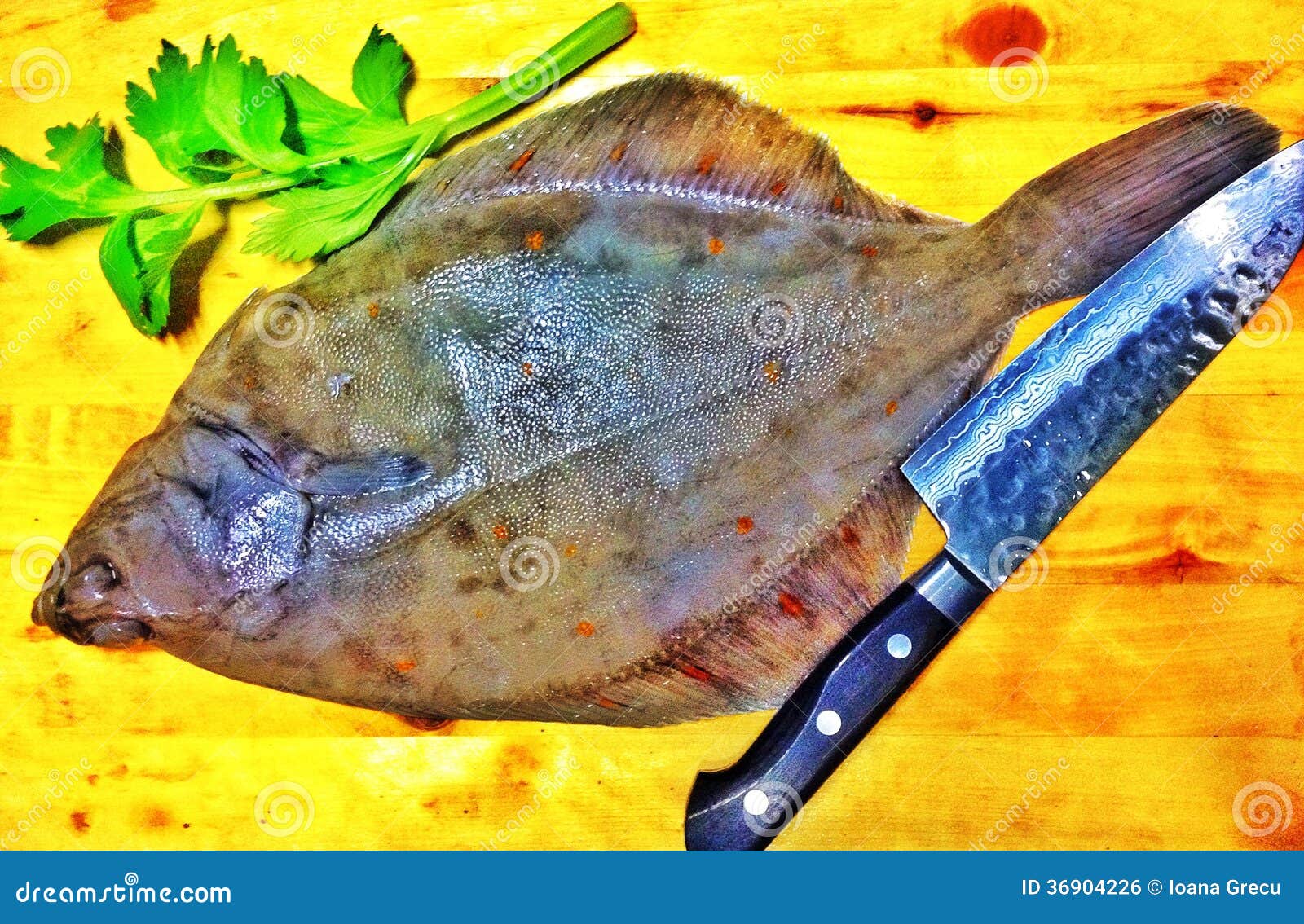 European Flounder Or Platichthys Flesus, Flatfish In The Hands Of A ...