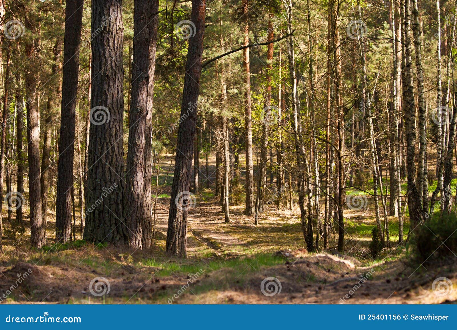 European forest stock photo. Image of flora, nature, rural - 25401156