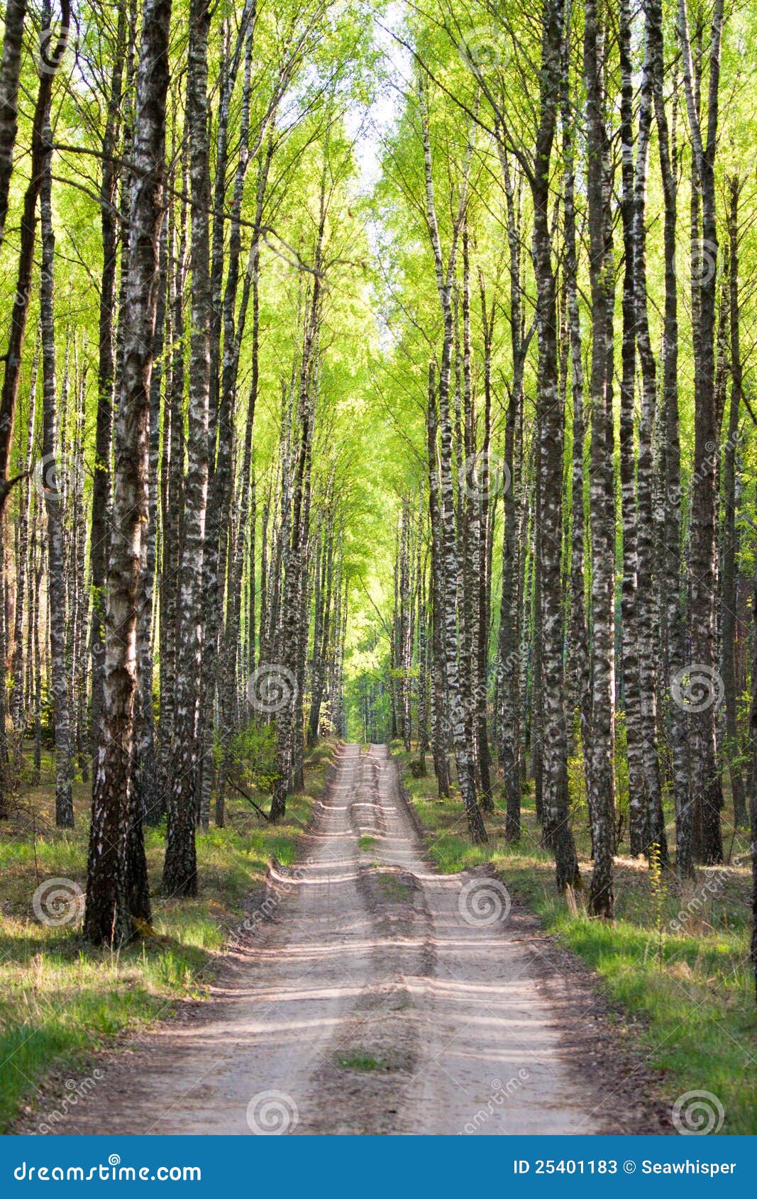 European forest stock image. Image of bright, destiny - 25401183