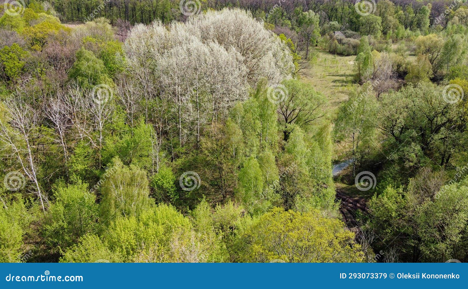 European Forest, Aerial View. Forest Landscape in Spring Stock Image ...