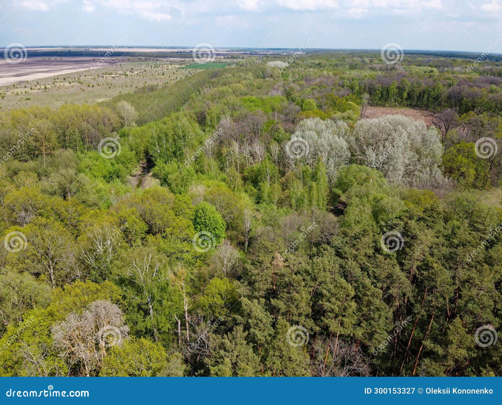 European Forest, Aerial View. Forest Landscape in Spring Stock Image ...