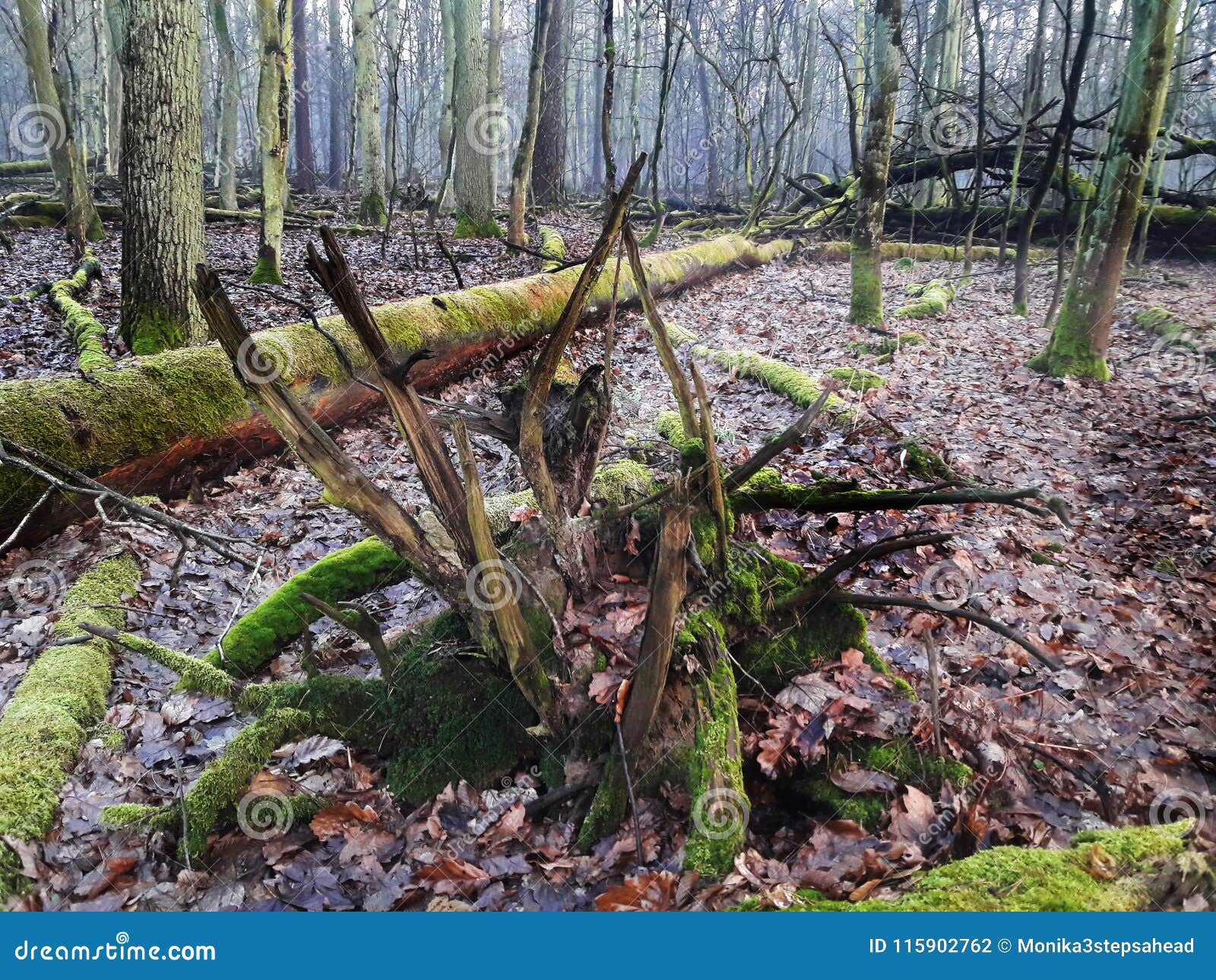 European Forest with Dead Trees Stock Photo - Image of fallen, poland ...