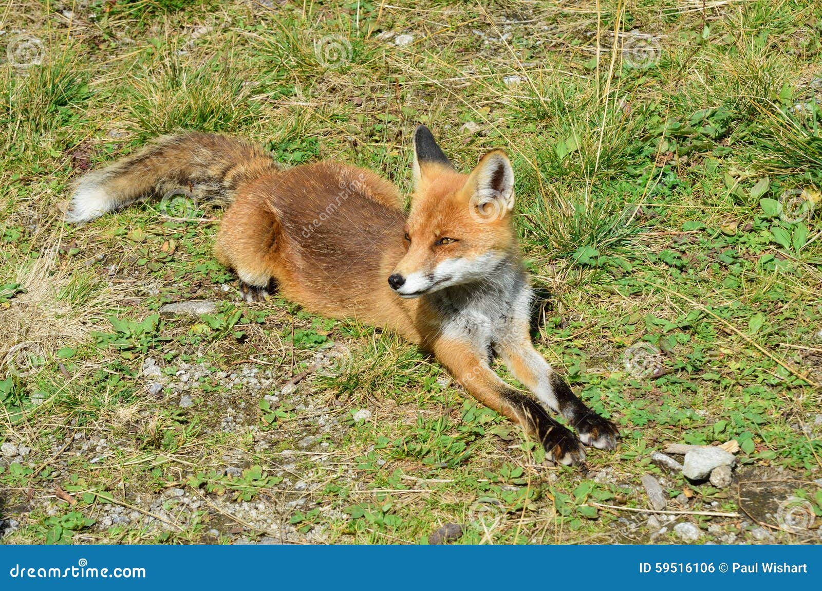 European Fox Lying Down stock photo. Image of head, animal - 59516106