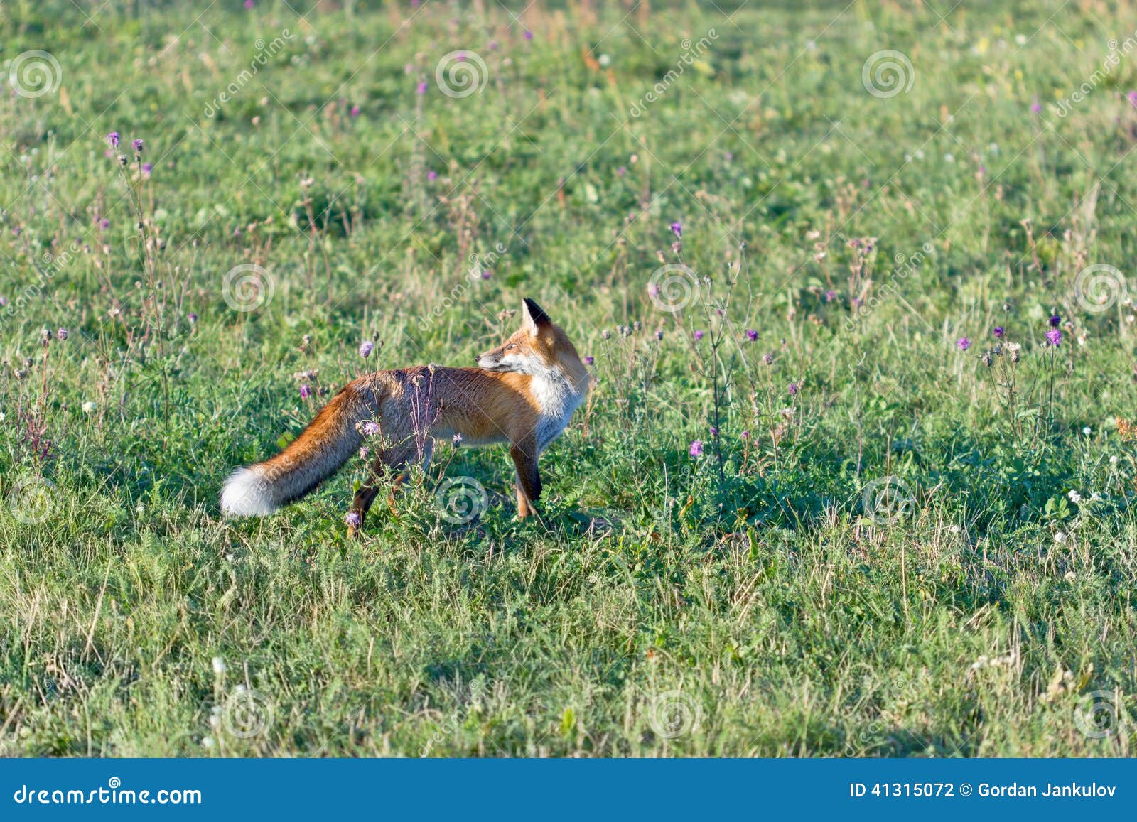 European Fox Serbia Photos - Free & Royalty-Free Stock Photos from ...